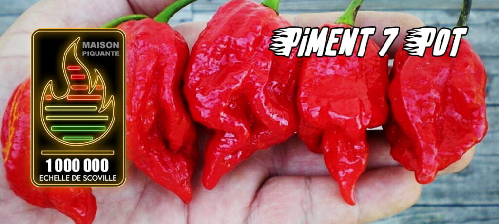 Notre Top 10 du Piment le plus fort du monde | Maison Piquante