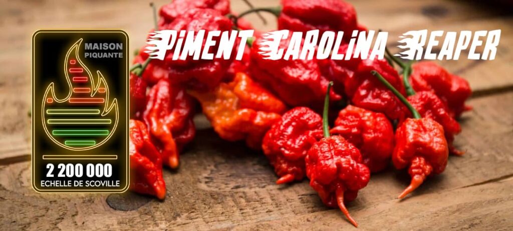 Notre Top 10 du Piment le plus fort du monde | Maison Piquante