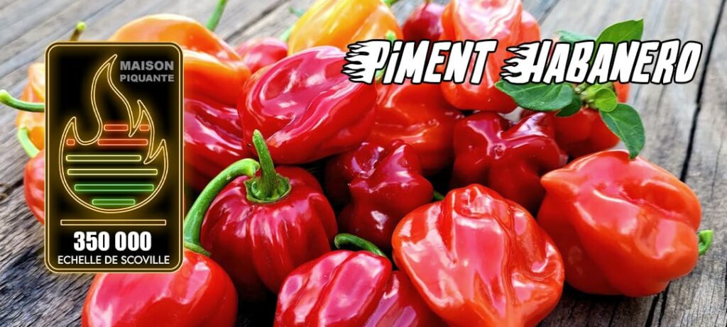 Notre Top 10 du Piment le plus fort du monde | Maison Piquante